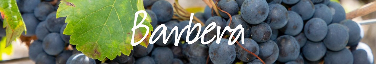 Barbera vin | Lækre vine på Barbera fra Piemonte i Italien!
